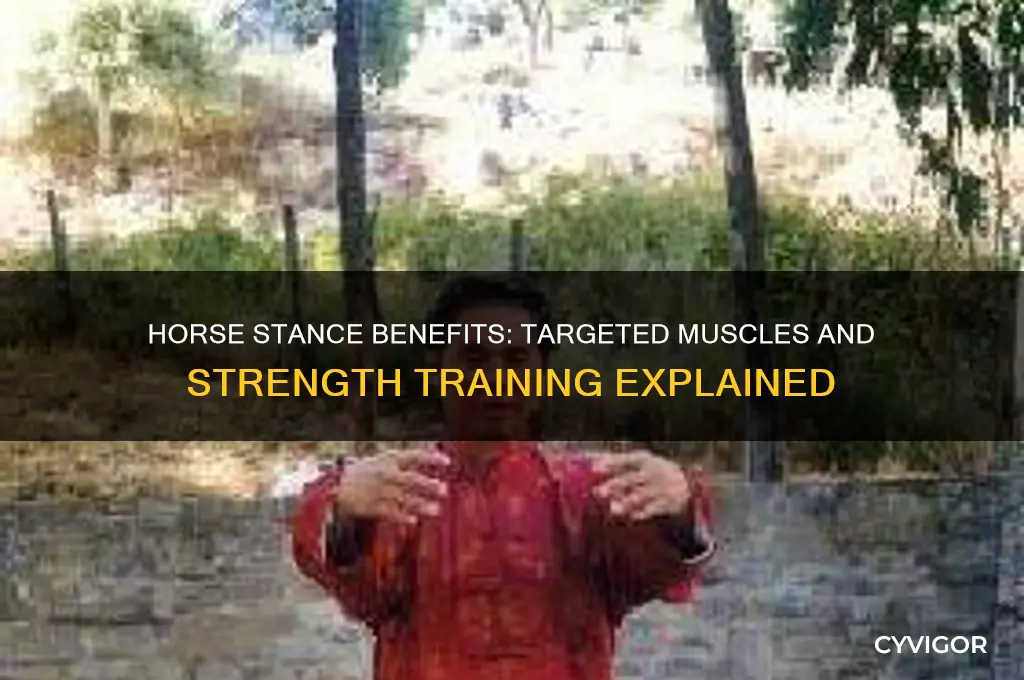 Horse Stance Benefits: Targeted Muscles And Strength Training Explained ...