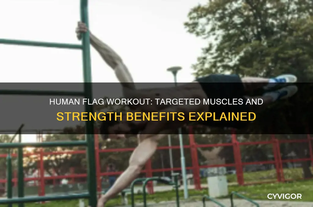 Human Flag Workout: Targeted Muscles And Strength Benefits Explained ...