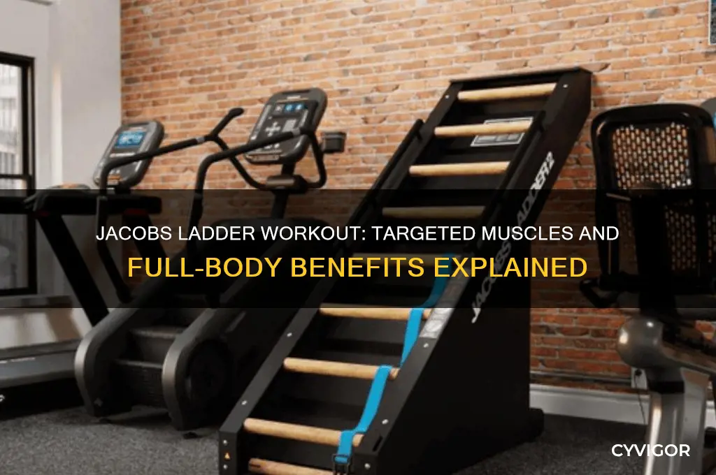 Jacobs Ladder Workout: Targeted Muscles And Full-Body Benefits ...