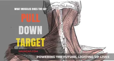 Muscles That Elevate Your Shoulders: Anatomy And Function Explained ...