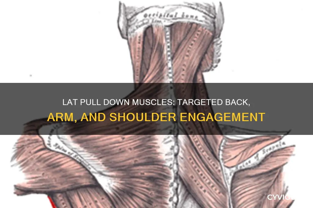 Lat Pull Down Muscles: Targeted Back, Arm, And Shoulder Engagement ...