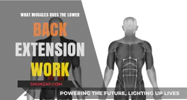 Muscles Targeted By Nustep: A Comprehensive Workout Breakdown | CyVigor