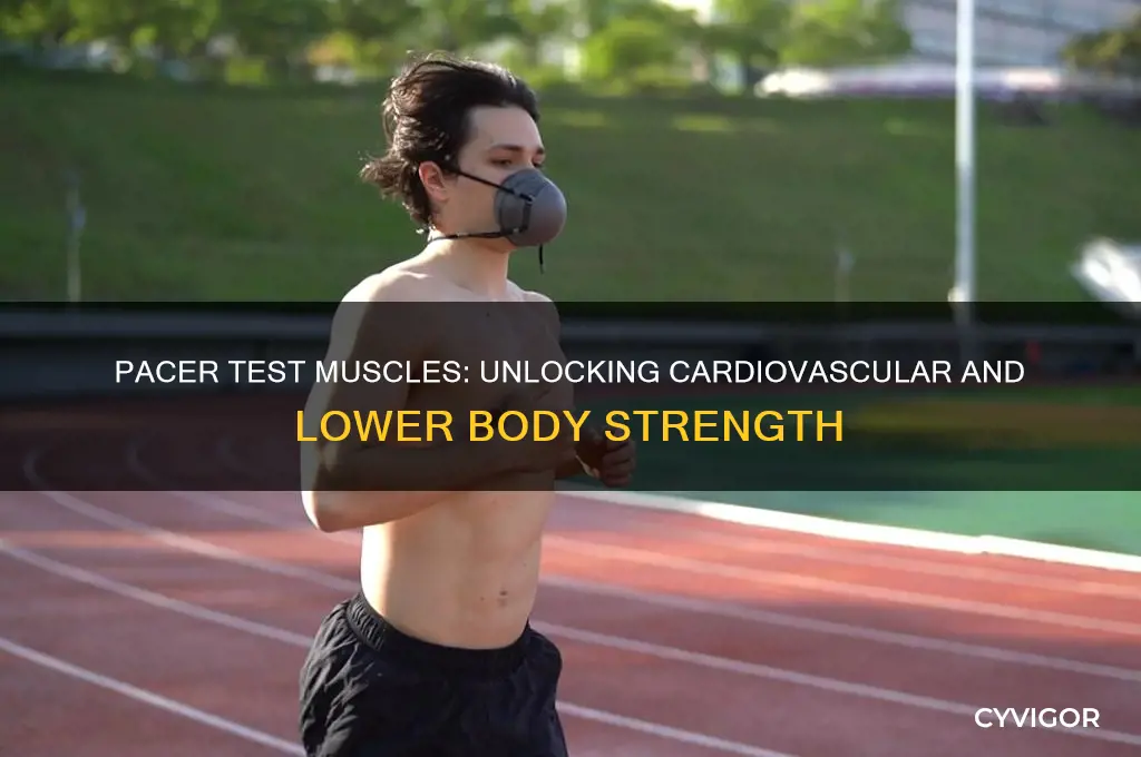Pacer Test Muscles: Unlocking Cardiovascular And Lower Body Strength ...