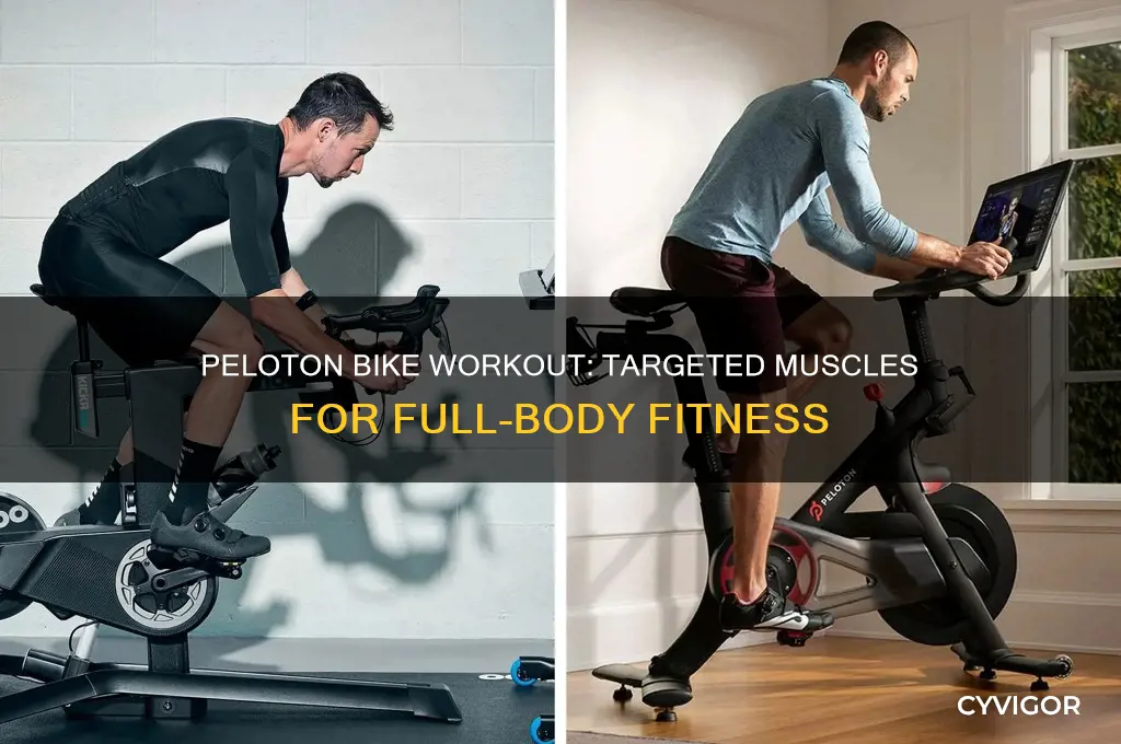 Peloton Bike Workout: Targeted Muscles For Full-Body Fitness | CyVigor