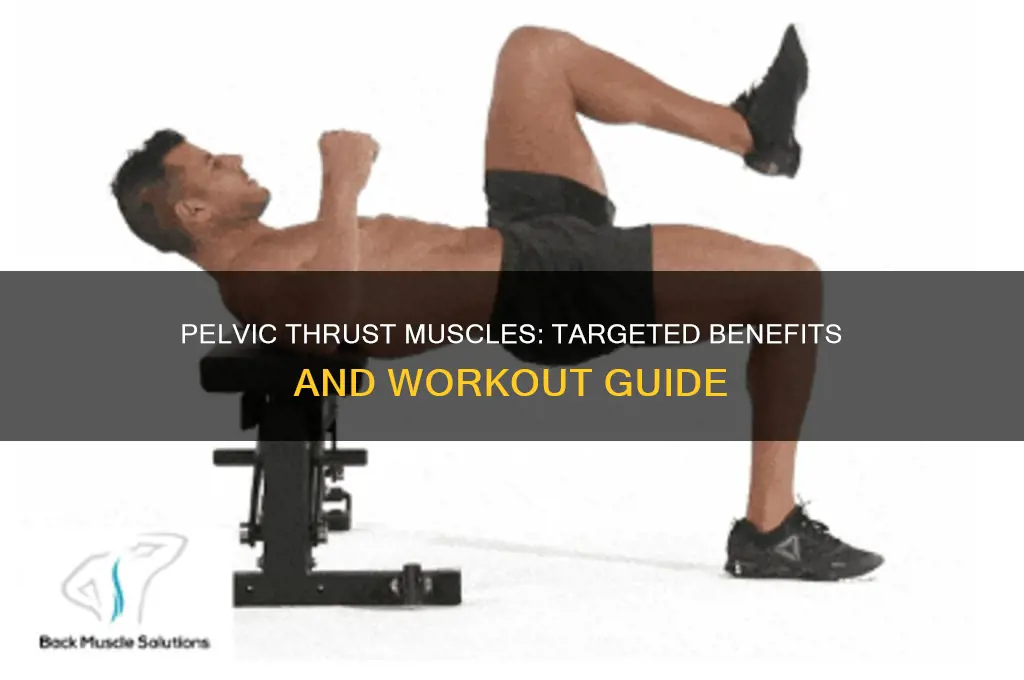 Pelvic Thrust Muscles: Targeted Benefits And Workout Guide | CyVigor