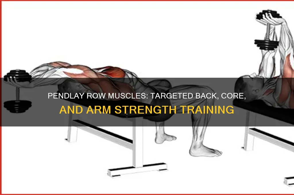 Pendlay Row Muscles: Targeted Back, Core, And Arm Strength Training ...