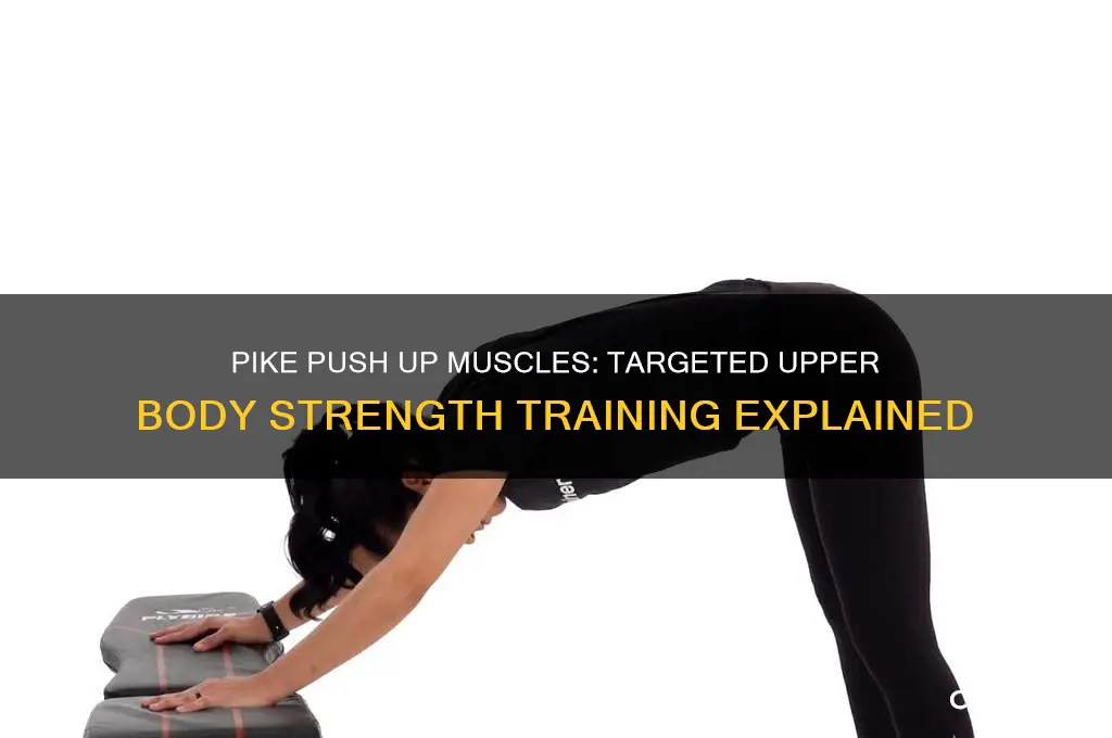Pike Push Up Muscles: Targeted Upper Body Strength Training Explained ...
