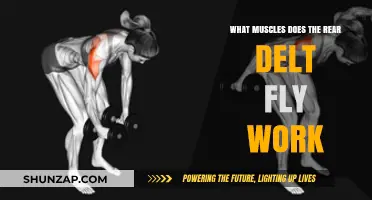 Rear Delt Fly Muscles: Targeted Benefits And Workout Techniques ...