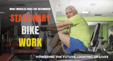 Recumbent Bike Benefits: Targeted Muscles For A Full-Body Workout | CyVigor