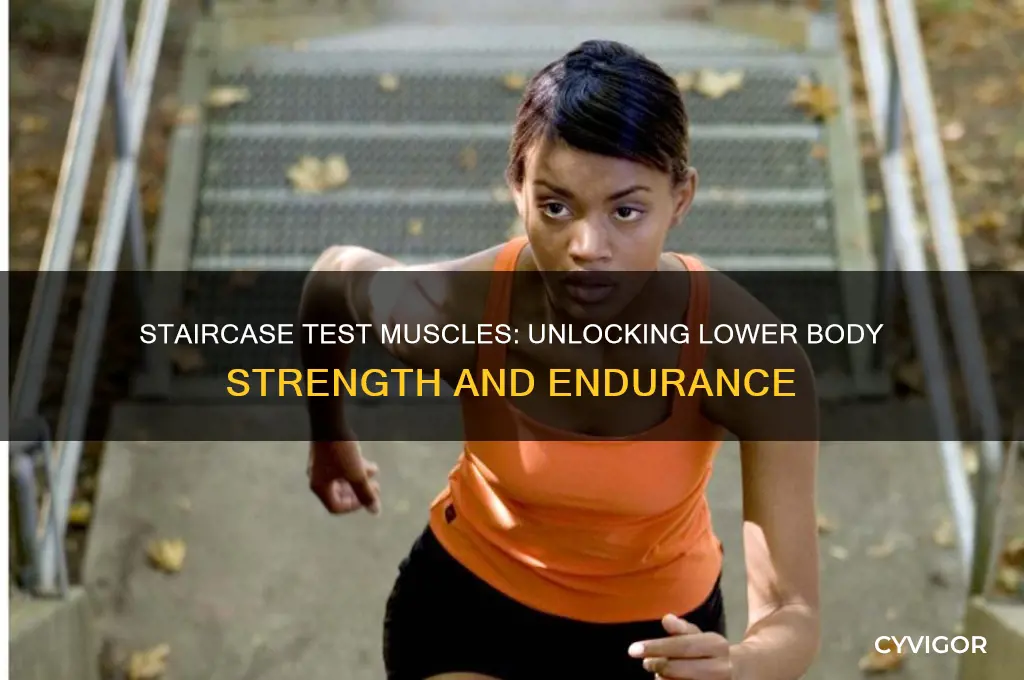 Staircase Test Muscles: Unlocking Lower Body Strength And Endurance ...
