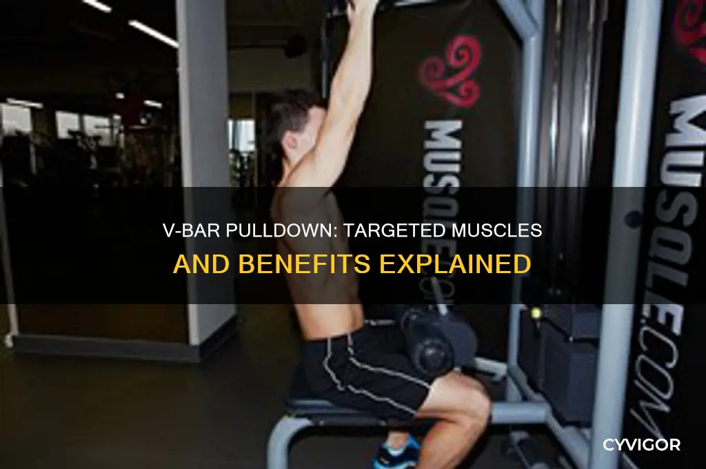 V-Bar Pulldown: Targeted Muscles And Benefits Explained | CyVigor