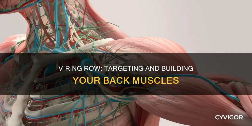 V-Ring Row: Targeting And Building Your Back Muscles | CyVigor