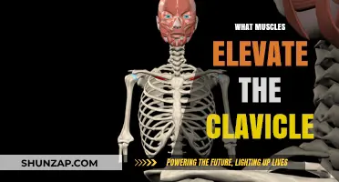 Shoulder Elevation: Which Muscles Are Involved? | CyVigor