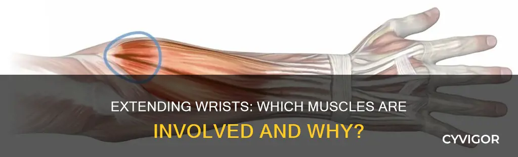 Extending Wrists: Which Muscles Are Involved And Why? | CyVigor