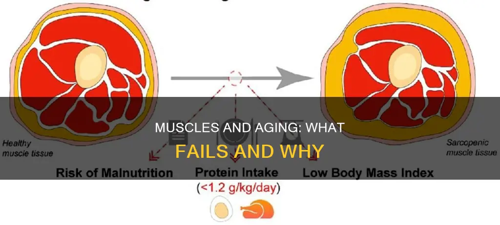 Muscles And Aging: What Fails And Why | CyVigor