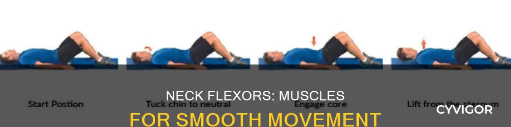 Neck Flexors: Muscles For Smooth Movement | CyVigor
