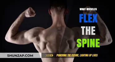 Hip Flexors: Understanding The Muscles Involved In Hip Flexion | CyVigor