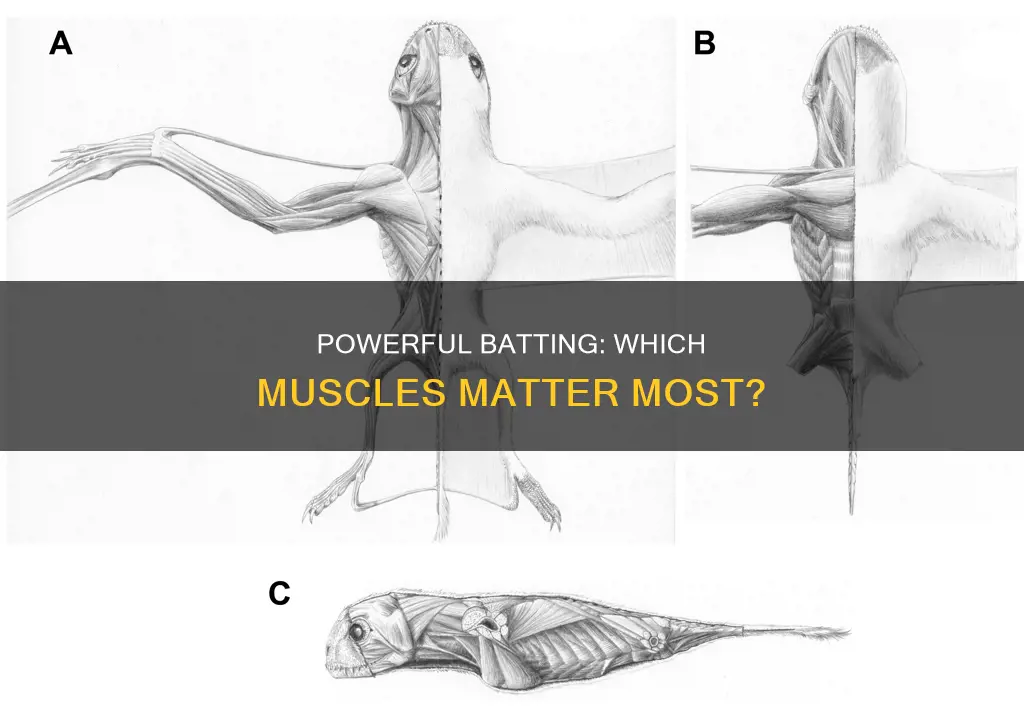 Powerful Batting: Which Muscles Matter Most? | CyVigor