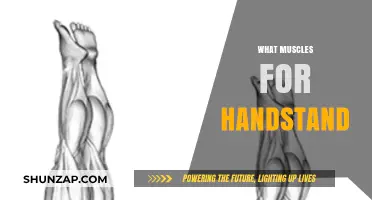 Hip Flexors: Understanding The Muscles Involved In Hip Flexion | CyVigor