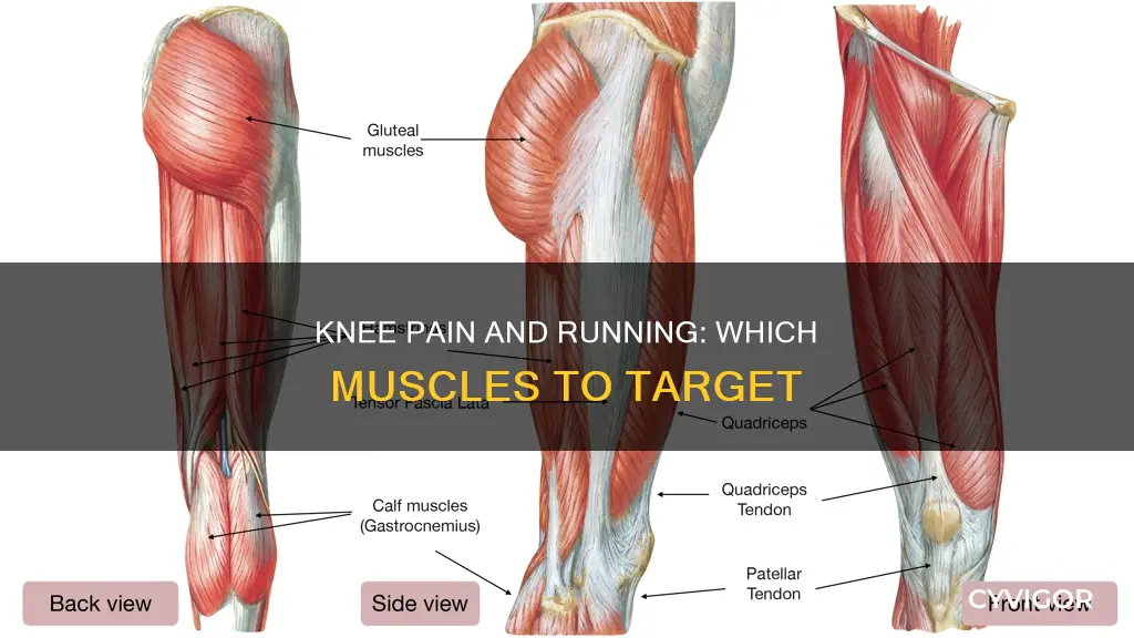 Knee Pain And Running: Which Muscles To Target | CyVigor