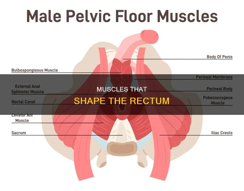 Muscles That Shape The Rectum | CyVigor