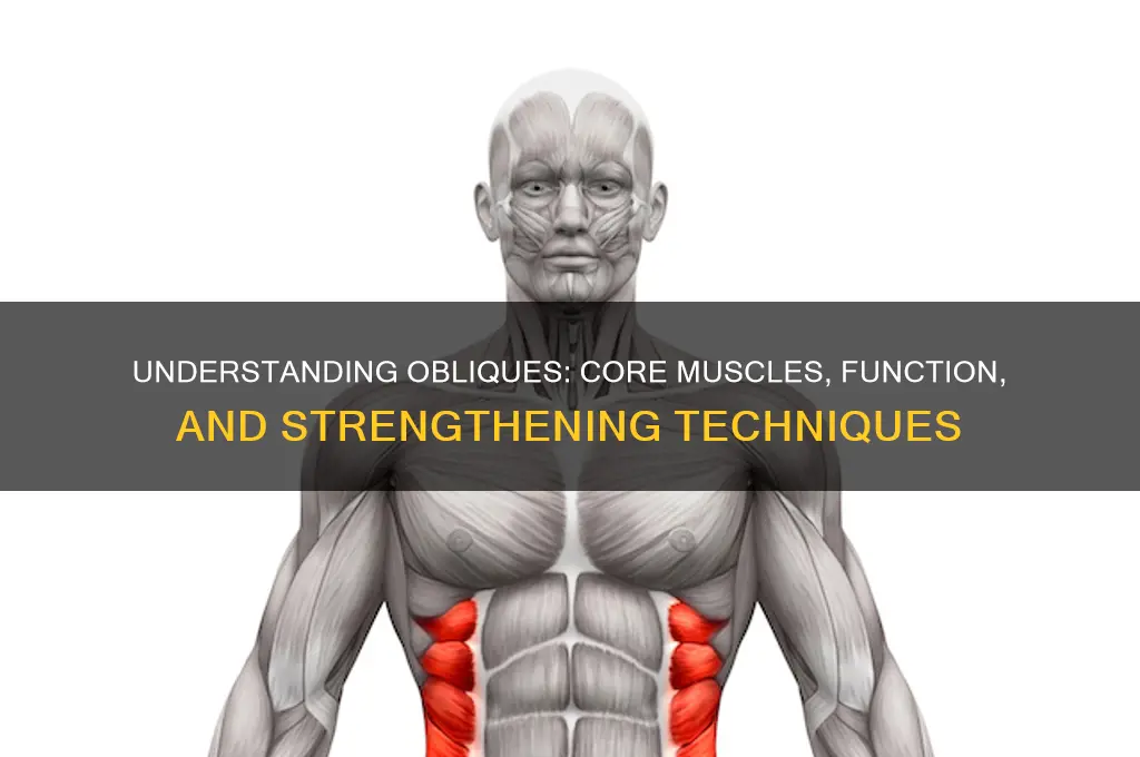 Understanding Obliques: Core Muscles, Function, And Strengthening ...