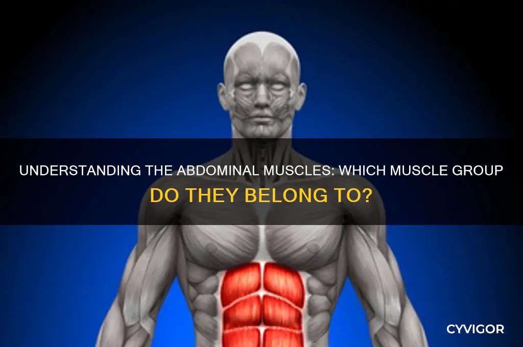 Understanding The Abdominal Muscles: Which Muscle Group Do They Belong ...