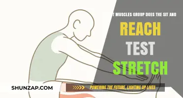 Transversospinalis Muscles: Exploring The Deep Back Muscles And Their ...