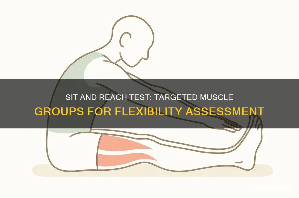 Sit And Reach Test: Targeted Muscle Groups For Flexibility Assessment ...