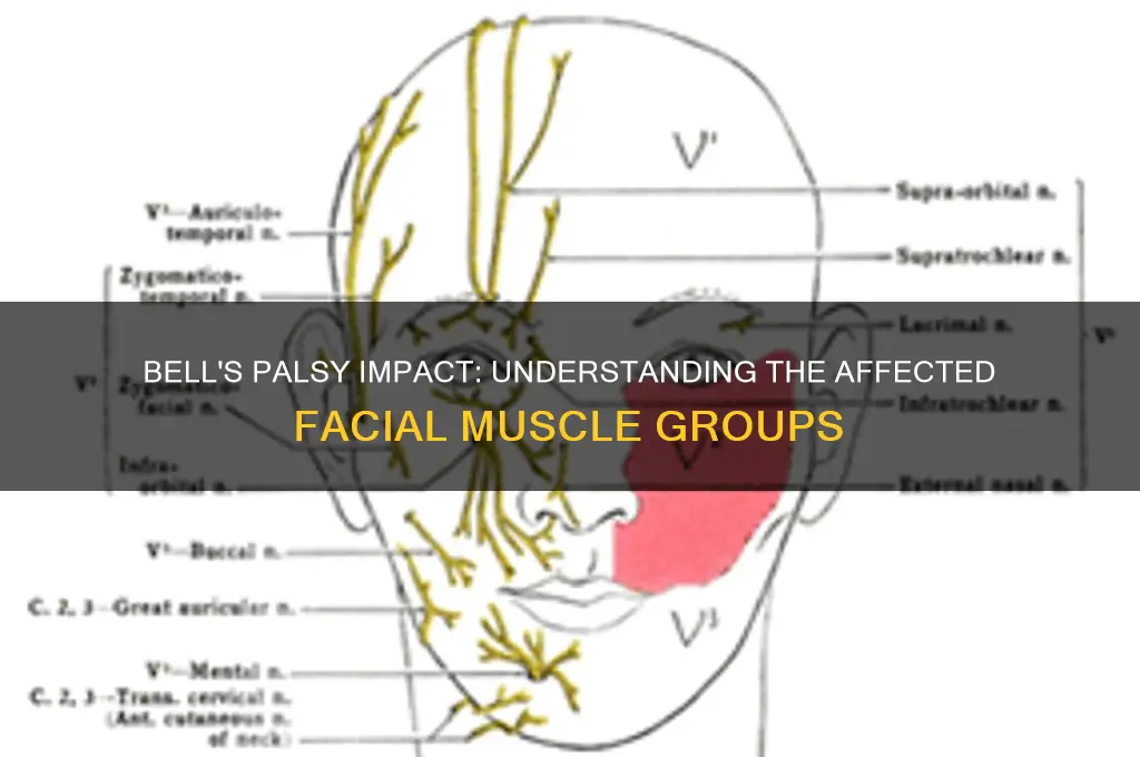 Bell's Palsy Impact: Understanding The Affected Facial Muscle Groups ...