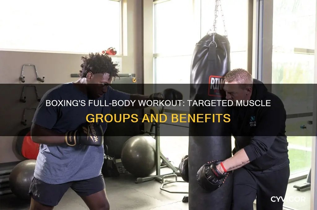 Boxing's Full-Body Workout: Targeted Muscle Groups And Benefits | CyVigor