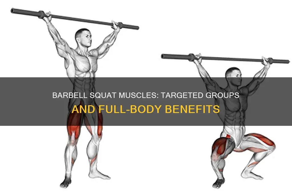 Barbell Squat Muscles: Targeted Groups And Full-Body Benefits | CyVigor