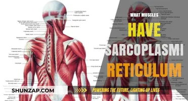 How Muscles Generate Heat: Understanding Thermogenesis | CyVigor
