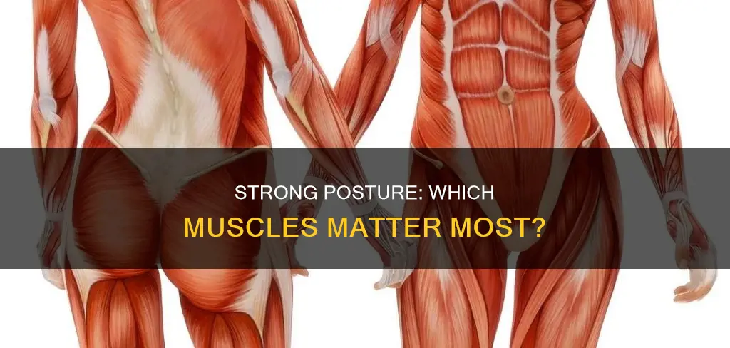 Strong Posture: Which Muscles Matter Most? | CyVigor