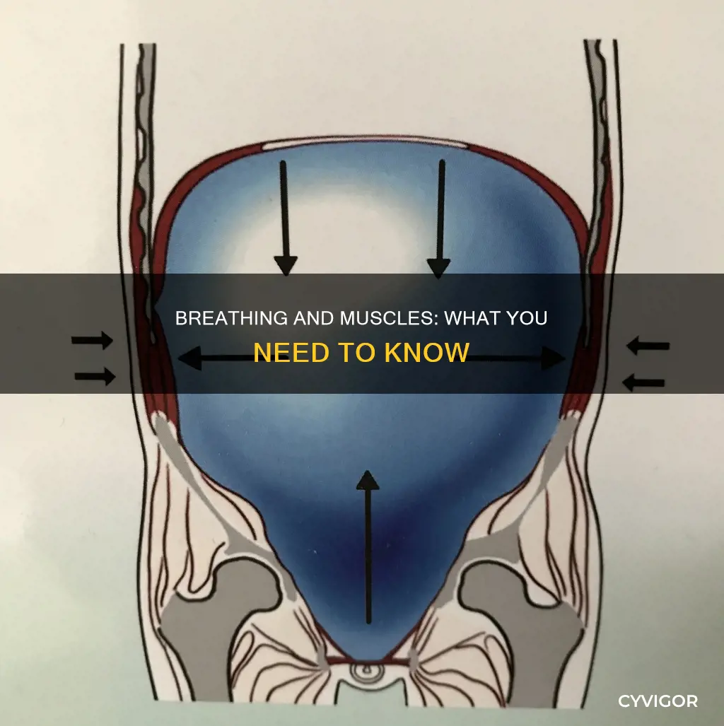 Breathing And Muscles: What You Need To Know | CyVigor