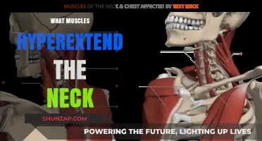 Muscles Involved In Respiration: A Complete Guide | CyVigor