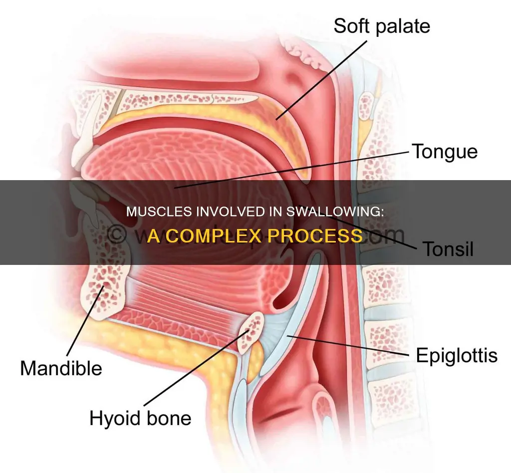 Muscles Involved In Swallowing: A Complex Process | CyVigor