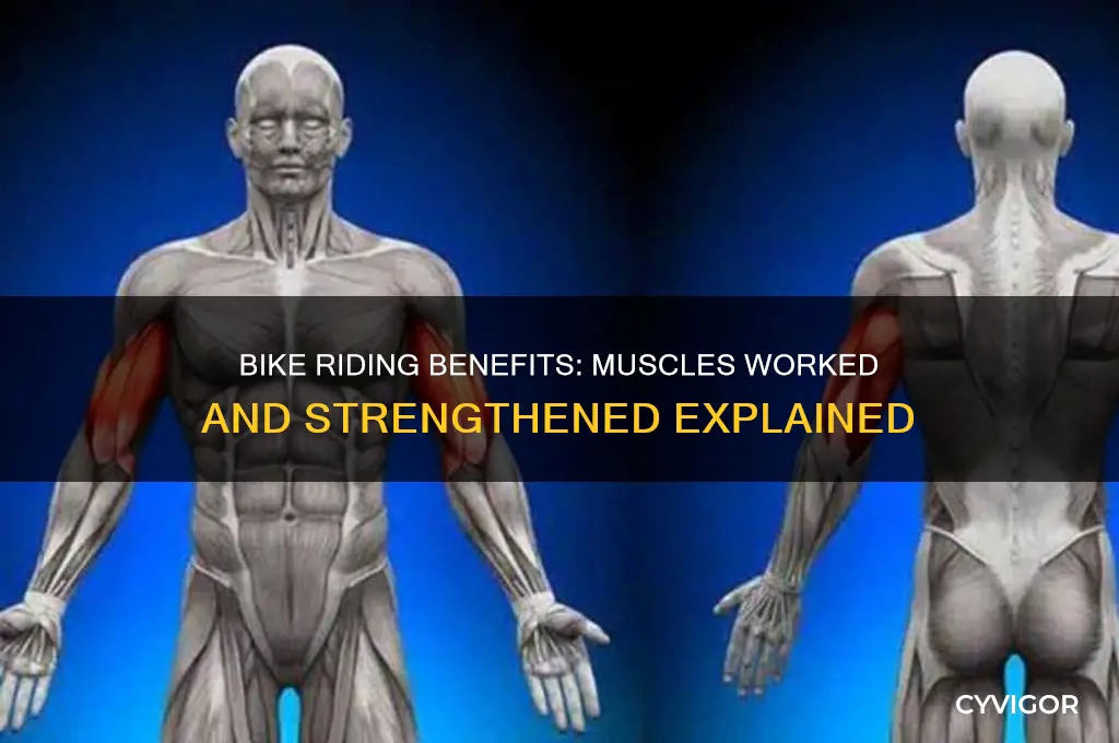 Bike Riding Benefits: Muscles Worked And Strengthened Explained | CyVigor
