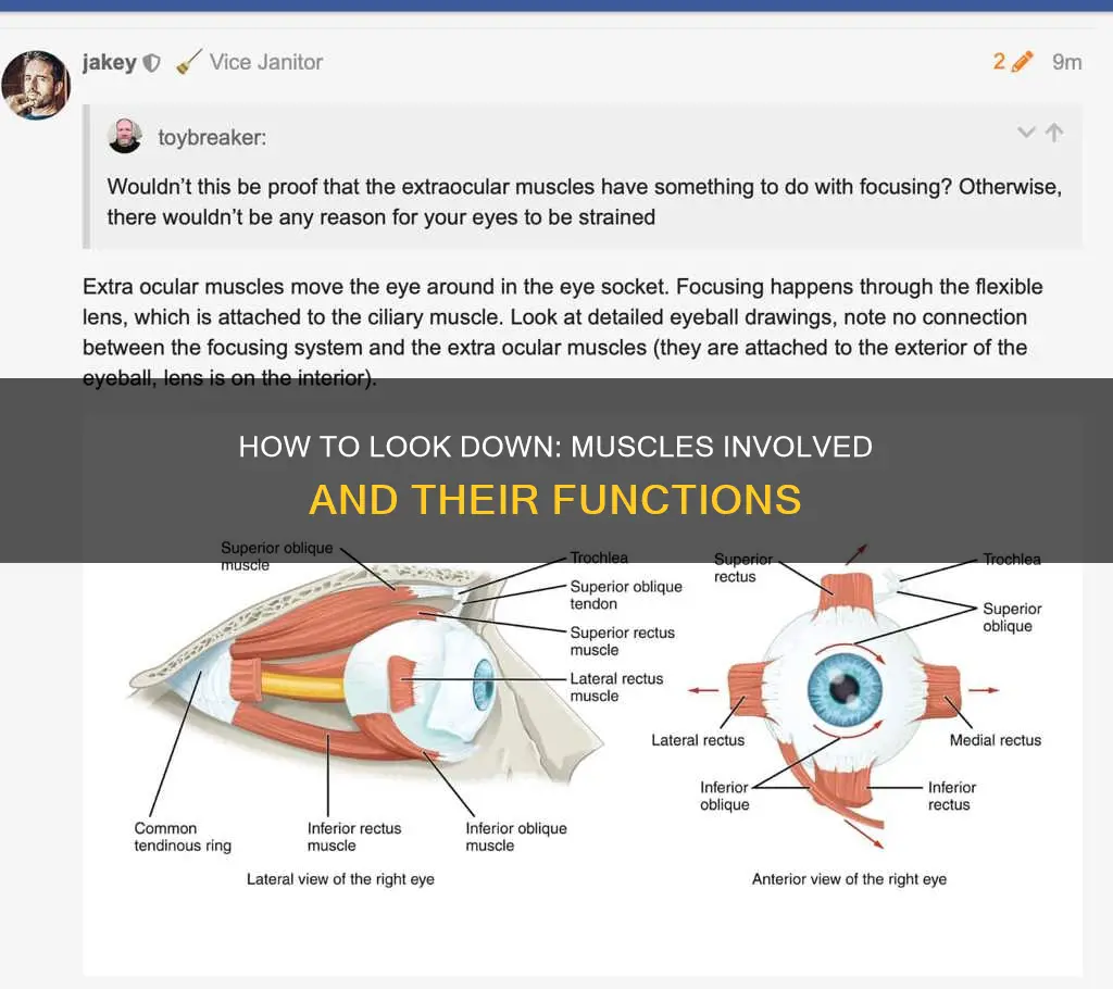 How To Look Down: Muscles Involved And Their Functions | CyVigor