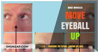Eye Muscles: How They Work Together | CyVigor