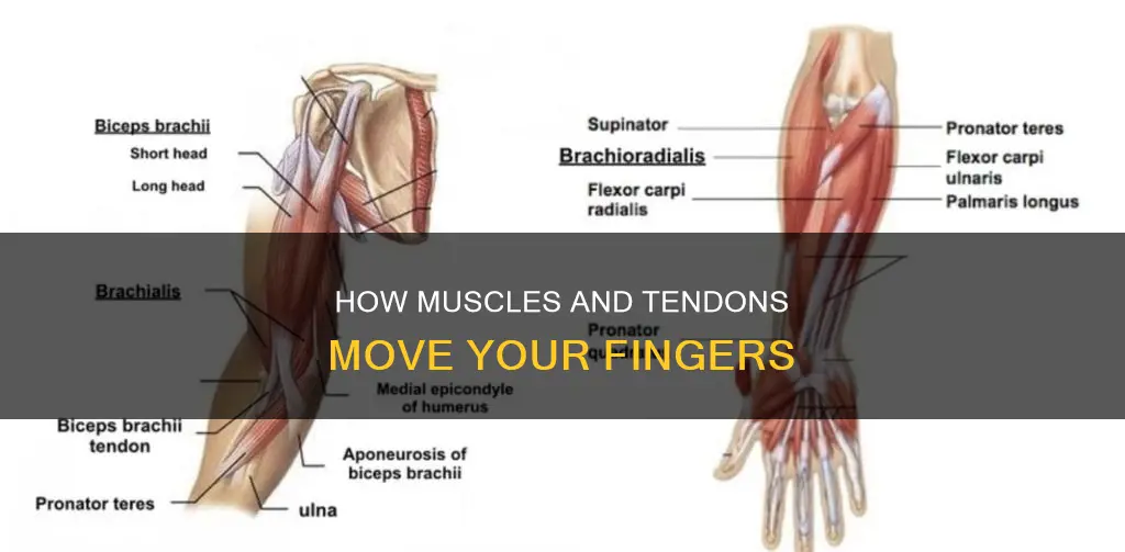 How Muscles And Tendons Move Your Fingers | CyVigor