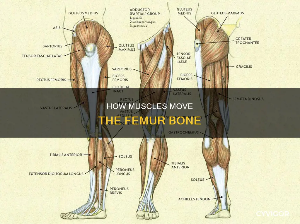 How Muscles Move The Femur Bone | CyVigor