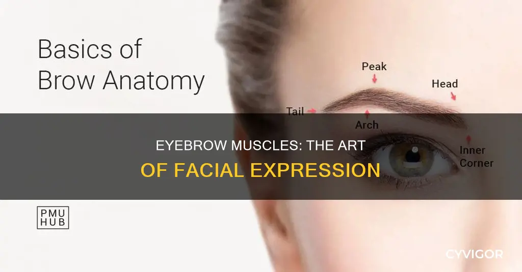 Eyebrow Muscles: The Art Of Facial Expression | CyVigor