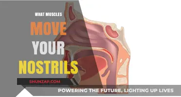 The Asis: Muscles And Their Functions | CyVigor