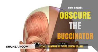 Thigh Muscle Anatomy: Inner Thigh Muscles Explored | CyVigor