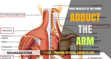 Understanding Arm Muscle Innervation: Key Nerves And Their Functions ...