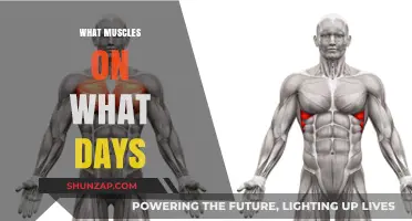 The Asis: Muscles And Their Functions | CyVigor