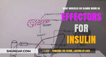 Insulin Effectors: Muscles And Glands Regulating Blood Sugar Levels ...