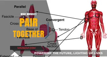 Spinal Flexion: Which Muscles Are Involved And How? | CyVigor
