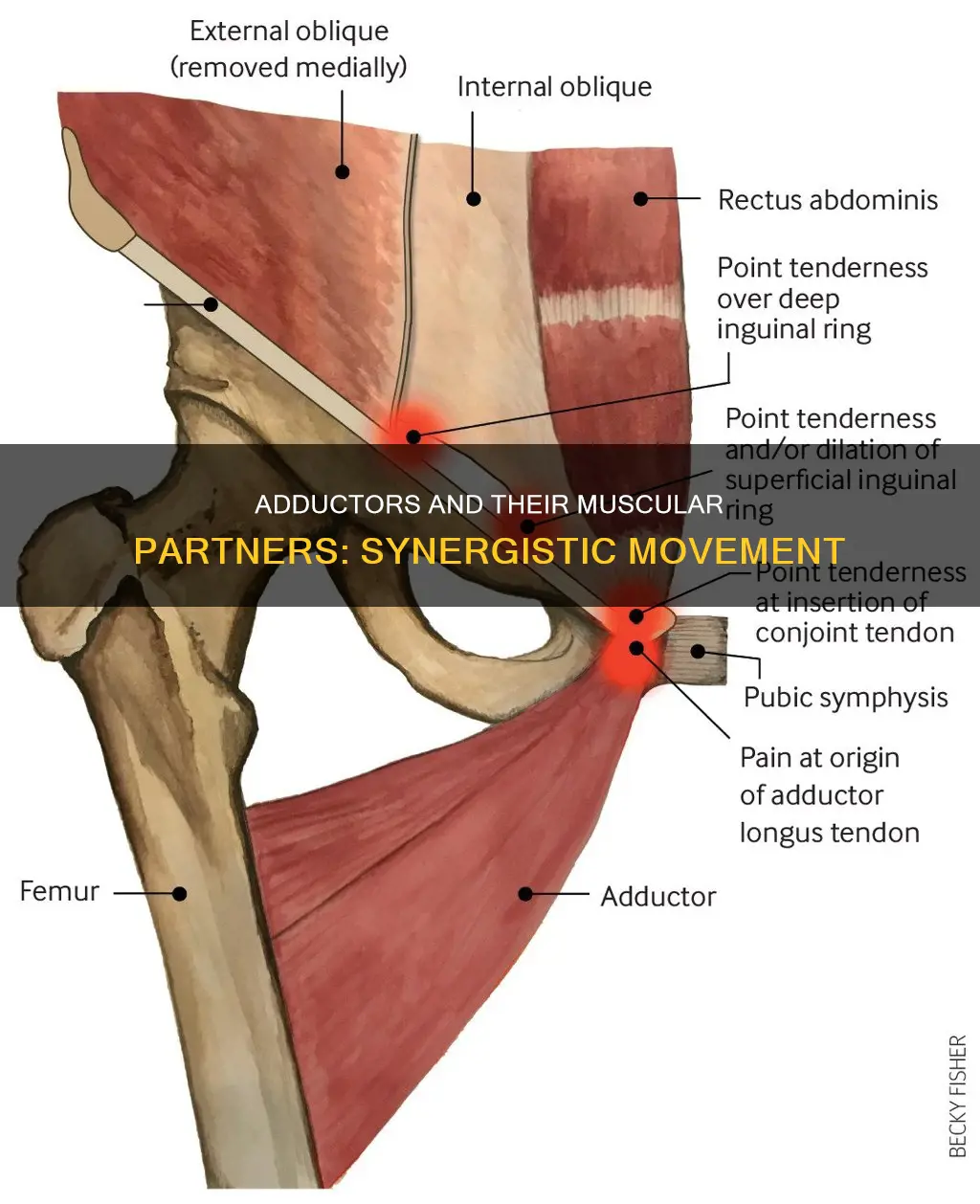 Adductors And Their Muscular Partners: Synergistic Movement | CyVigor